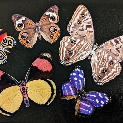 Medium Luna Moth Paper Cutouts Realistic Paper Moths 5 - Etsy