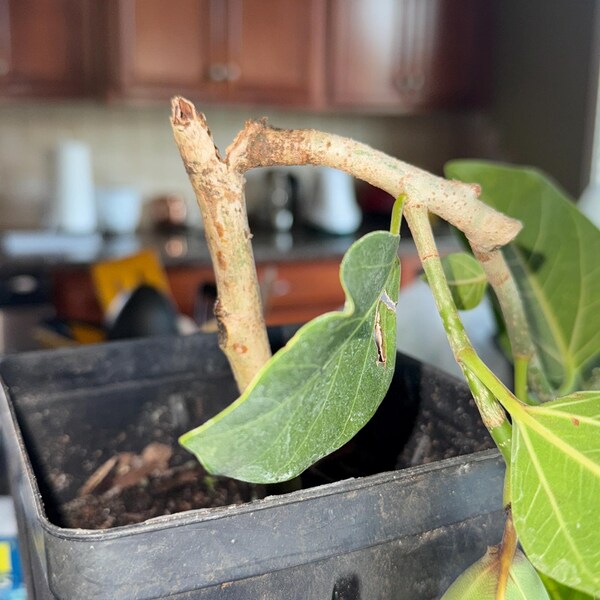 Colocasia Esculenta Plant, Pattarveliya or Patra Edible Plant in Small ...