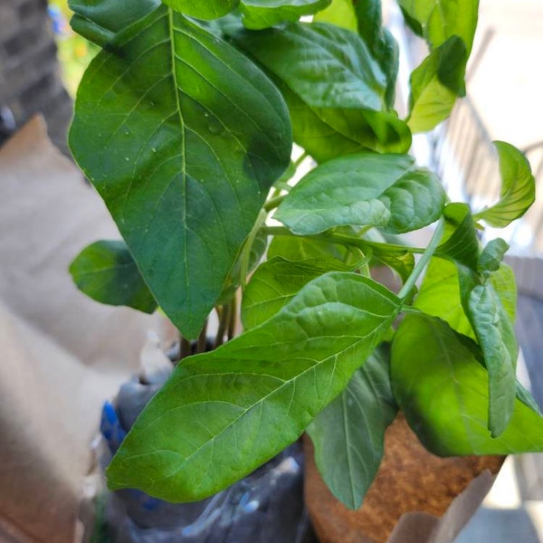 Rare Liberian Bitter Ball Seeds, African Eggplant, Garden Eggs - Etsy