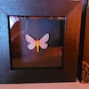 Real Rare Kaiser-i-hind Swallowtail Butterfly Framed Taxidermy ...