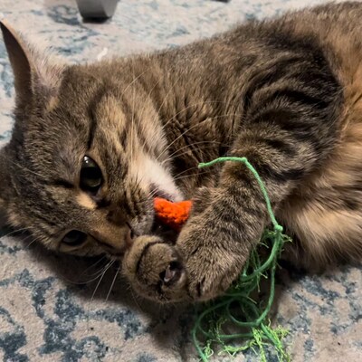 Silkie Chicken, Crochet Hatching Chicken, Baby Chicken in Shell, Easter ...