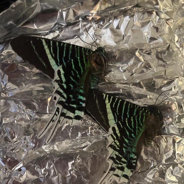 The Green-banded Urania Moth | Urania Leilus | Dry-preserved Specimens ...