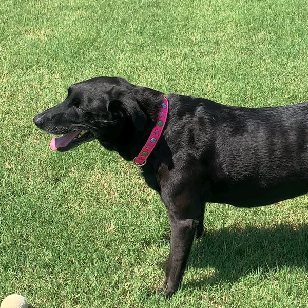 AGILITY Collar the Blues - Etsy