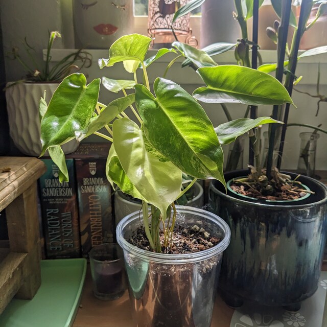 RarePlantGuru - Etsy