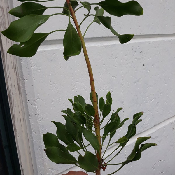 ONE Leucospermum Tango Pincushion 5gal Potted Plant Protea South Africa ...