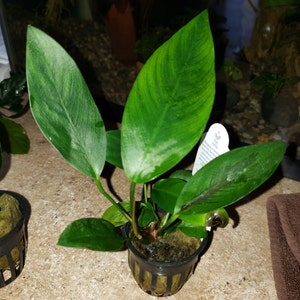 Easy AQUARIUM PLANTS Hygro Blue hygrophila Salcifolia Buy2 | Etsy