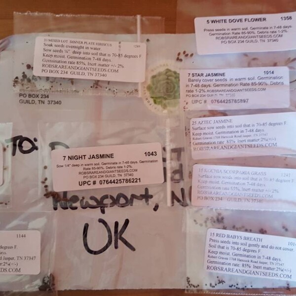 25 Aztec Jasmine Flower Seeds-1009 - Etsy