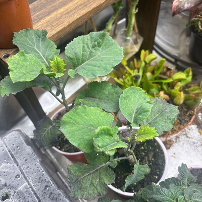 3 Merritt Tree Collard Cuttings - Etsy