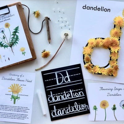 Dandelion Mini Unit Study Bundle - Etsy