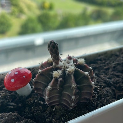 Mini Toadstools / Mushrooms Indoor Garden Fairies & Accessories - Etsy UK