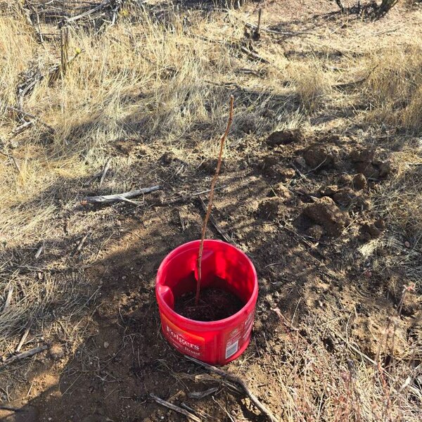 2 Witch Hazel Bare Root Seedling 1-2’ - Etsy