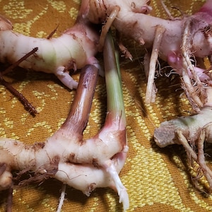 5 Bele Abelmoschus Manihot Edible Hibiscus Tonga Spinach Cuttings FROM ...