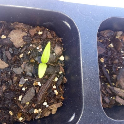 Cucamelon Seeds Heirloom, Open Pollinated, Non GMO Grow Indoors ...