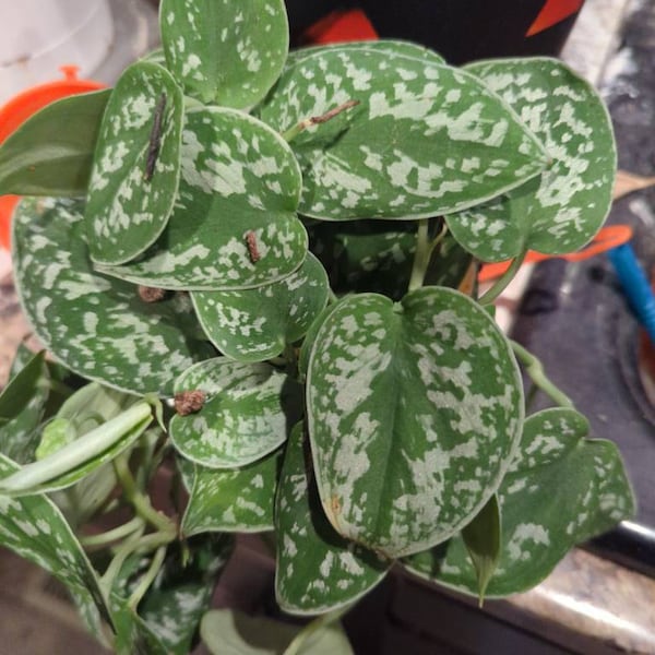 Live Indoor Spotted Pothos Silver Splash Vine Plant Modern Gift for ...