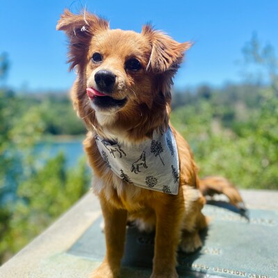 Curriculum Maps for Homeschooling Pre-k-10th Visual Lesson Planning ...