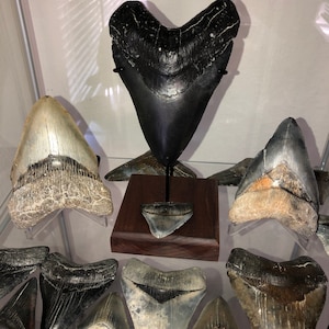 Cutom Sized Megalodon Shark Tooth Stand. Powder Coated Metal | Etsy