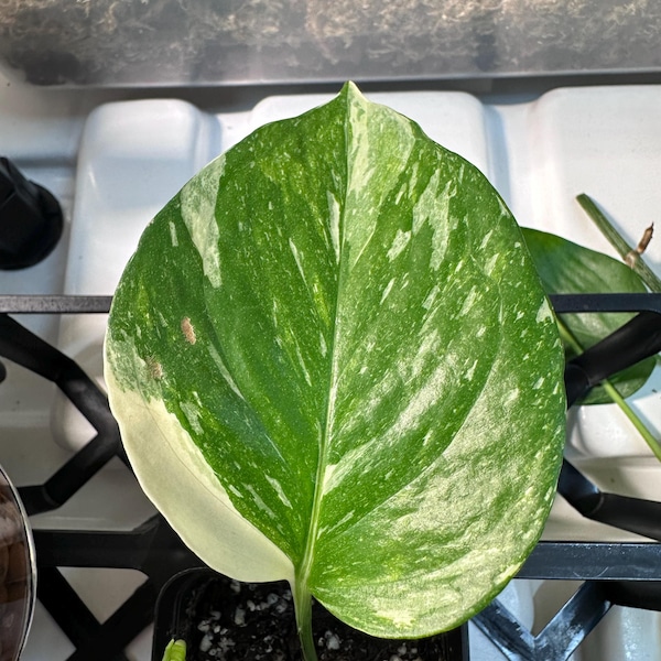 Epipremnum 'colorado Constellation' Rare Pothos - Etsy