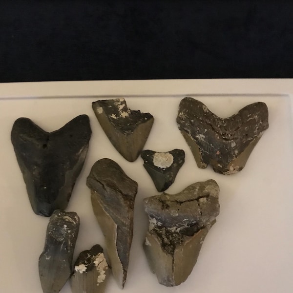 Megalodon Tooth - 3.65 Inches. Real Fossil Megalodon Shark Tooth ...