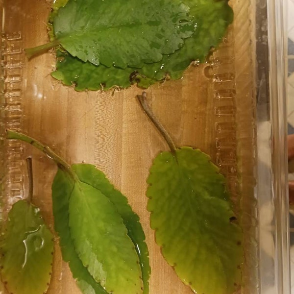 Leaf of Life LEAVES Organic Jamaica Miracle Leaf | Bryophyllum Pinnatum ...
