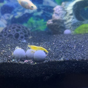 5 Indian Almond Leaves Nano, 5 Filao Cones & 10 Alder Cones Package for ...