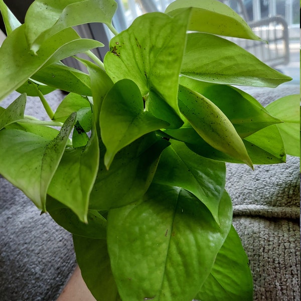 Neon Pothos, Epipremnum Aureum, Pothos, Trailing Plant, Hanging Plant ...