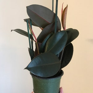 Rubber Tree Plant, Ficus Elastica, Black Prince, Rubber Fig, Rubber ...