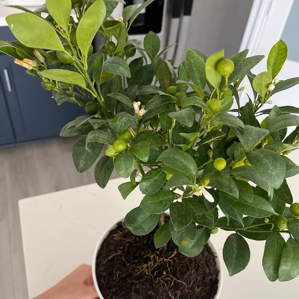 Butterfly Ginger (dolon Chapa) Flower Plant - Etsy