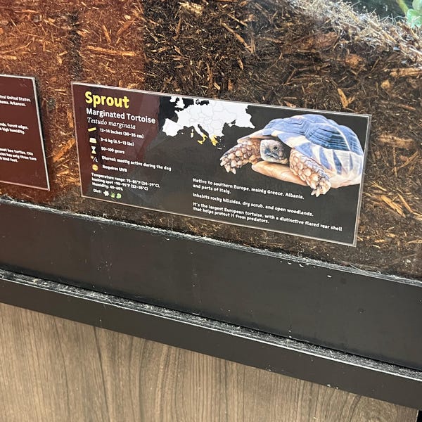 Custom Corn Snake Decal, Personalized Snake Name Tag, Vinyl Sticker ...