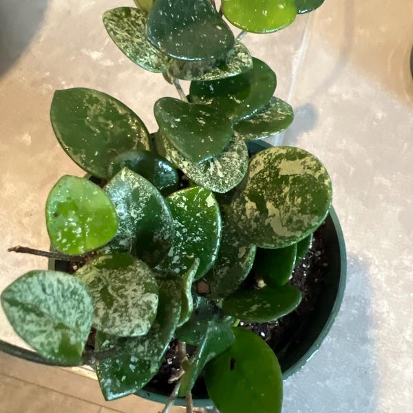 Scindapsus Silver Anne - Satin Pothos - Live Plant in 4" Pot - Etsy