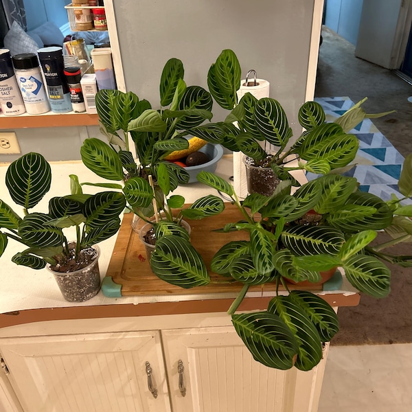 Large Neon Pothos Hanging House Plant Trailing Indoor Plant in 6 Pot - Etsy