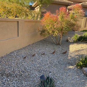 Rustic Metal Raccoon Rusty Yard Art. - Etsy