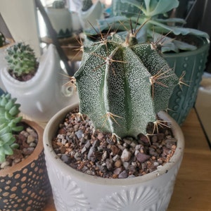 Striped Polaskia Chichipe Cactus Rare Succulent Live Cacti | Etsy