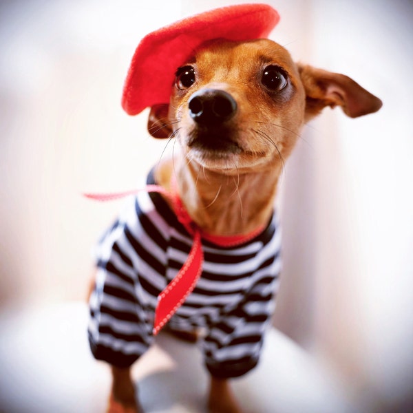 Complete French Cat Outfit- Cat Beret, Ascot and Striped Shirt Pet ...