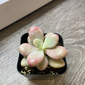 Rare Pink Moonstone Succulents Pink Pebble Rosette Plants | Etsy