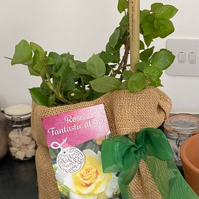 Happy Retirement Rose Bush Gift Wrapped Help A Colleague or - Etsy UK