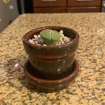 Pumice Substrate Ingredient for Succulent Cactus Bonsai Soil Mix ...