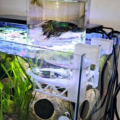 Inverted Betta Tank Holder, Panoramic View for Betta Fish, 360 View for ...