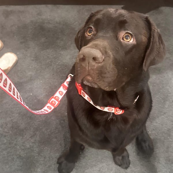 Teenage Mutant Ninja Turtles (TMNT) Print - Small/medium/large ...