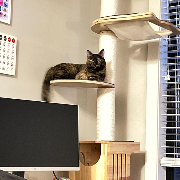 Rubber Wood Cat Tree Floor to Ceiling, No Drilling, Adjustable Height ...