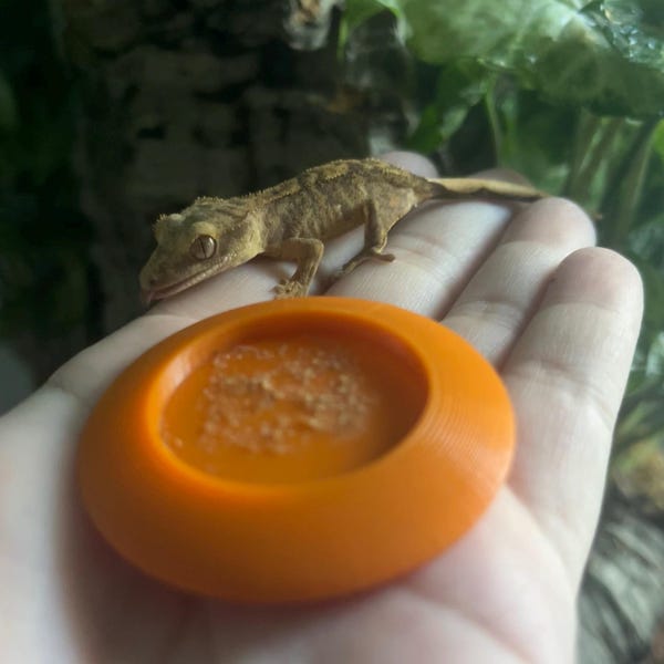 DOUBLE FEEDER + 6 Silicone CUPS Food and Water Holder for Gecko/other ...