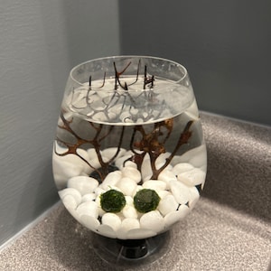 Java Moss Ball Nano Packs Live Aquarium Plant for Terrariums ...