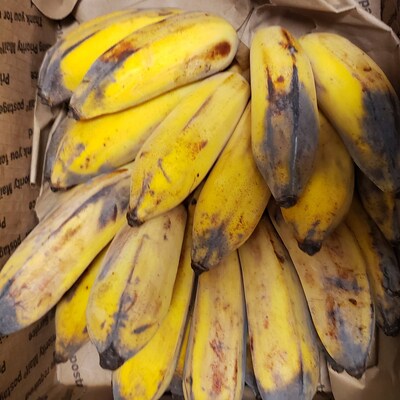 Fresh Hawaiian Purple Sweet Potatoes Ube Yam / FAST SHIPPING - Etsy