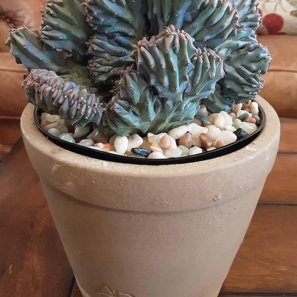 Rare Crested Blue Candle Cactus, Myrtillocactus Geometrizans, Live ...