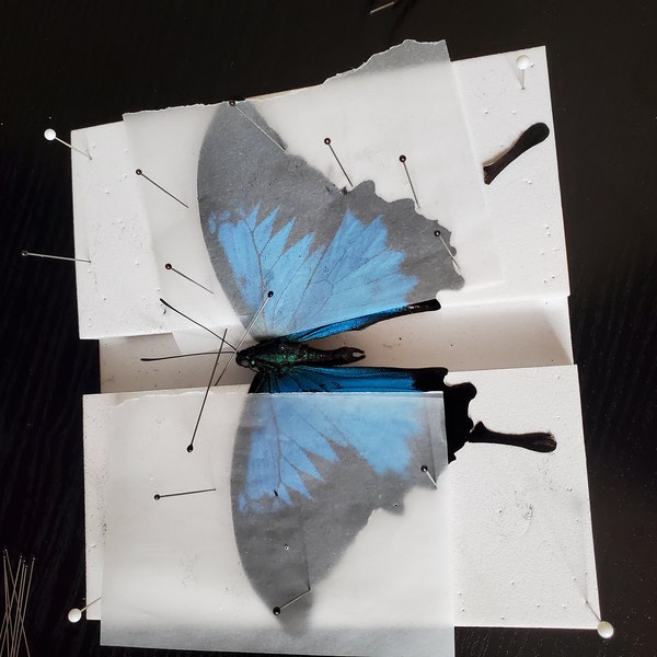 Blue Emperor Swallowtail Butterfly Papilio Ulysses Ulysses Spread or ...