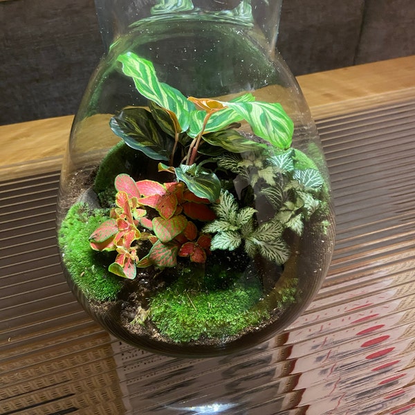 Terrarium • Sam Calathea With Light • DIY Bottle Garden Kit LED ...