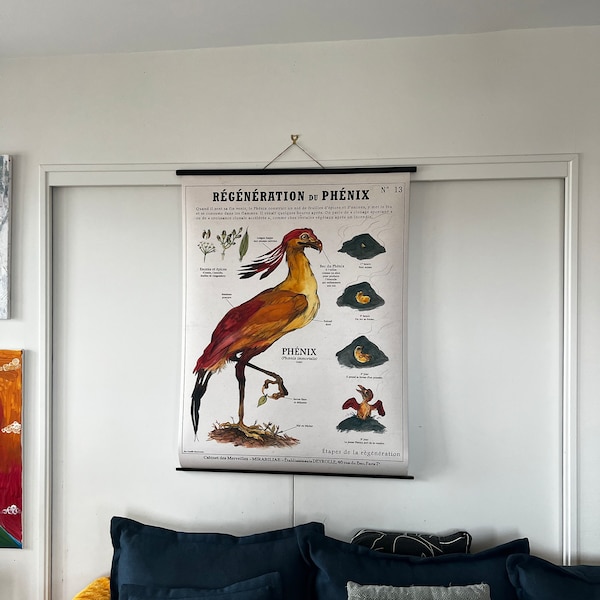 Large ANATOMY Plate of MELUSINE (60X80 Cm) "metamorphosis Deyrolle ...