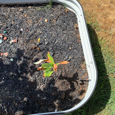 SWEETBAY MAGNOLIA Qt. Pot Laurel Magnolia, Swamp Magnolia magnolia ...