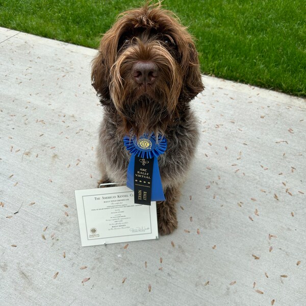 AKC Virtual Rally Title Ribbon Rosette - Novice, Intermediate, Advanced ...