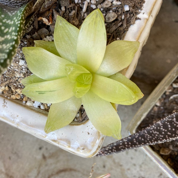 Rare Succulents - Haworthia Golden Obtusa Mini, Live Plant - Etsy