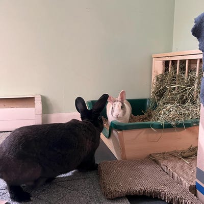 Rabbit Bunny Bowl Feeding Stand - Etsy
